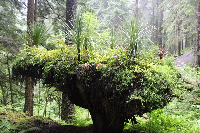 Glacier Gardens Rainforest Adventure - Juneau, Alaska